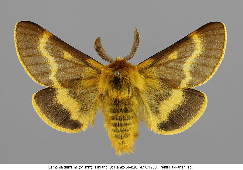P.Pakkanen & J.Wettenhovi: Lemonia dumi in Finland