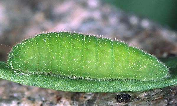 P.Pakkanen & J.Wettenhovi: Lycaena dispar in Finland