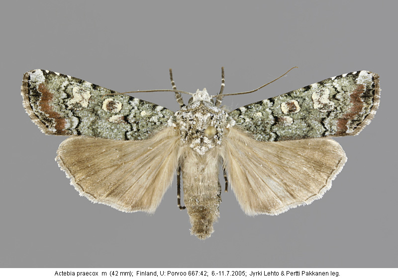 P.Pakkanen & J.Wettenhovi: Actebia praecox in Finland