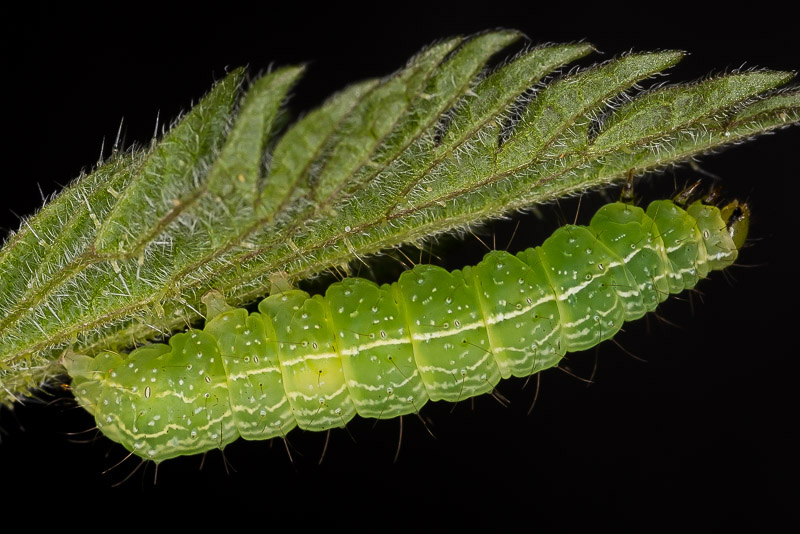 P.Pakkanen & J.Wettenhovi: Autographa excelsa in Finland