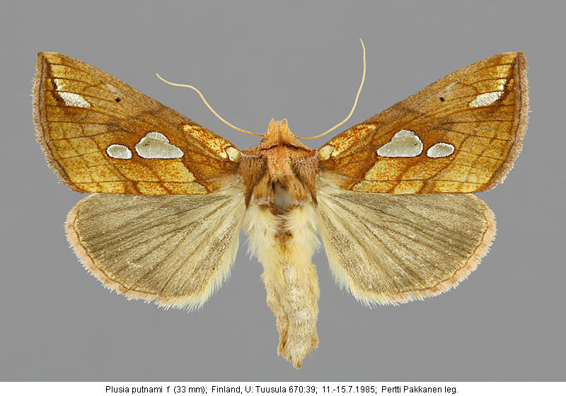 P.Pakkanen & J.Wettenhovi: Plusia putnami in Finland
