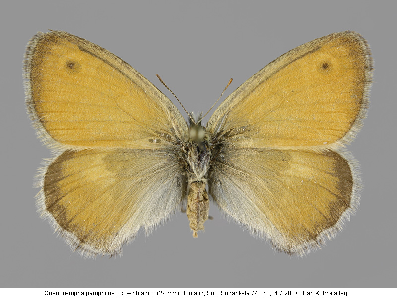 P.Pakkanen & J.Wettenhovi: Coenonympha pamphilus in Finland
