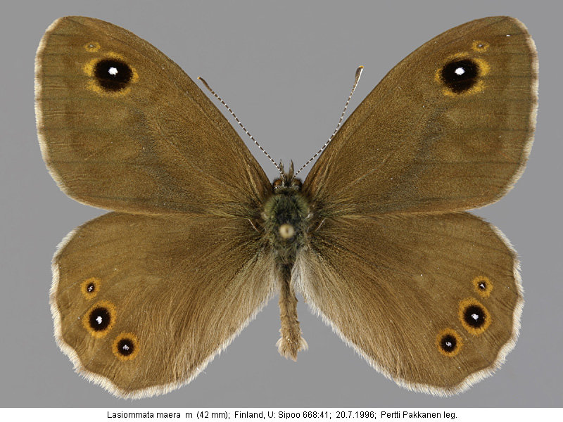 P.Pakkanen & J.Wettenhovi: Lasiommata maera in Finland